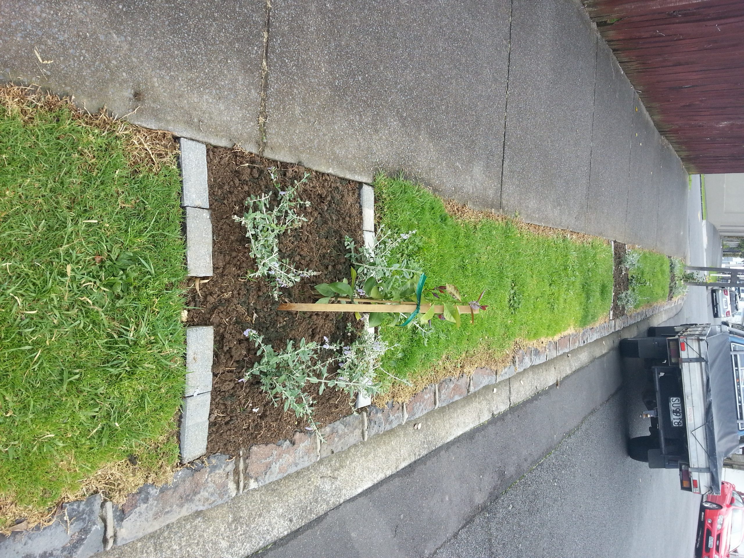 Feedback on Auckland Transport's draft berm planting guidelines - Pippa ...